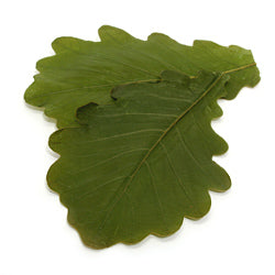 柏の葉（塩漬け） – Jhc cake club